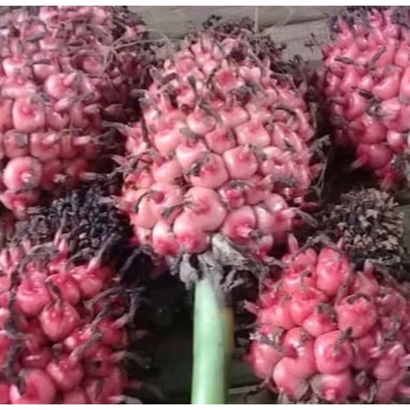 Jual honje / buah honje | Shopee Indonesia