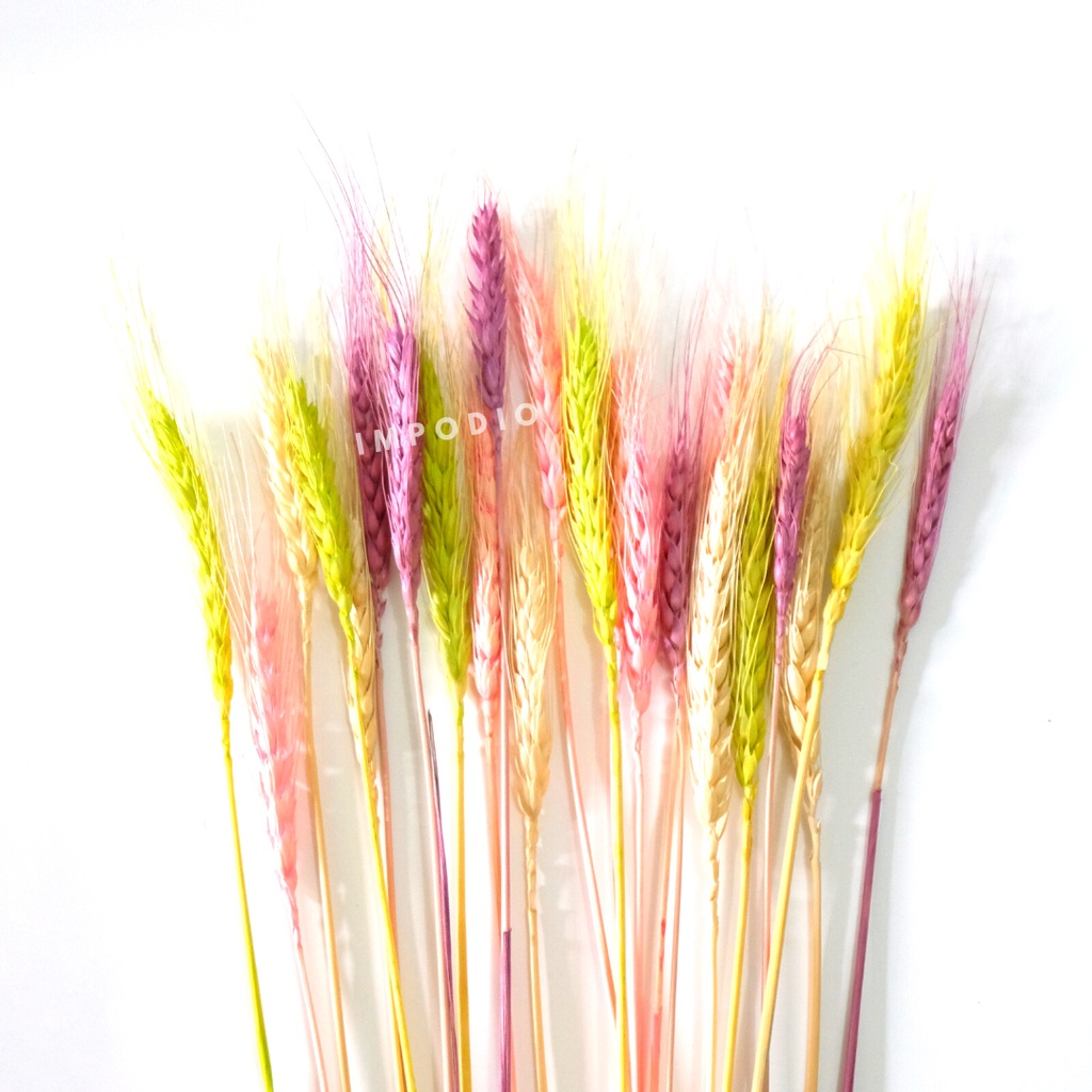 Jual IMPODIO Gandum kering warna props fotografi Dried Wheat - props ...