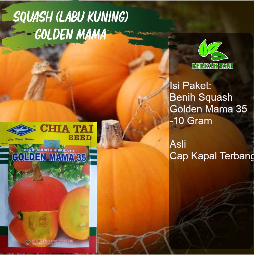 Jual Benih Biji Seed Unggul Labu Kuning Squash Golden Mama 10 Gram ...