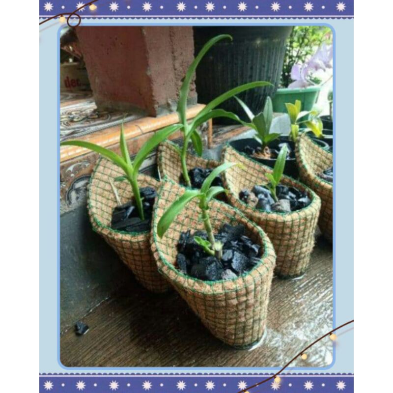 Jual POT TEMPEL DINDING/POT ANGGREK/POT SABUT KELAPA | Shopee Indonesia