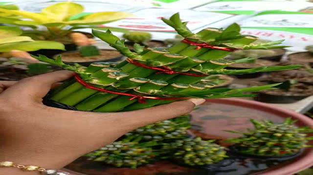 Jual BAMBU HOKI / BAMBU REJEKI / BAMBU LUCKY / BAMBU KEBERUNTUNGAN ...