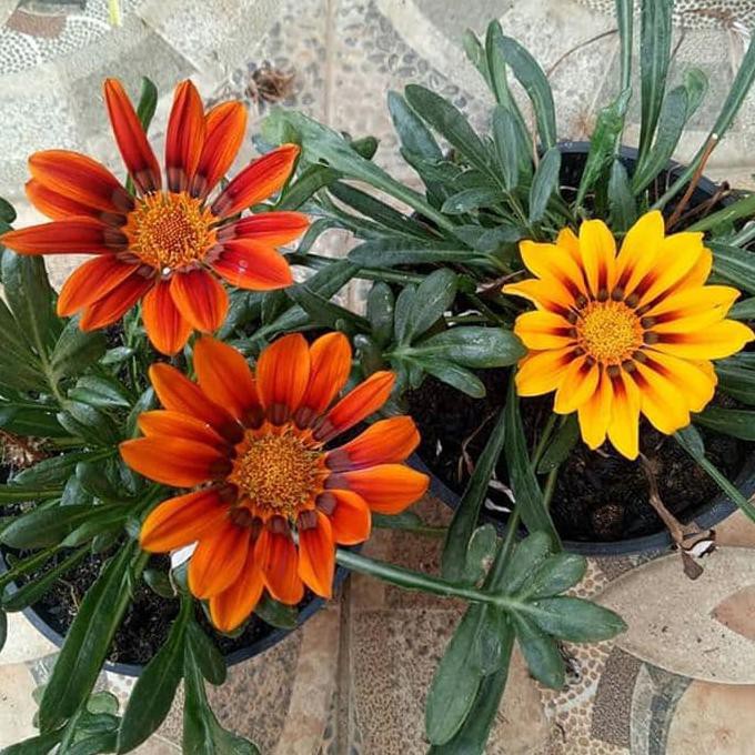 Jual Populer] Tanaman Bunga Gazania/Bibit Bunga Gazania/Tanaman Kucai ...