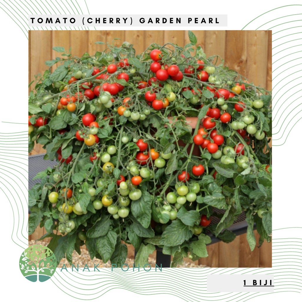 Jual Benih Bibit Biji - Tomato (Cherry) Garden Pearl Tomat Ceri Seeds ...