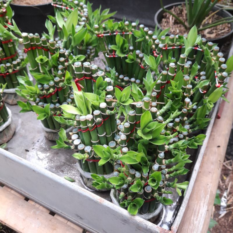 Jual Bambu Hoki Tanaman Hias Mini / Lucky bamboo Lucu / Sri rejeki ...