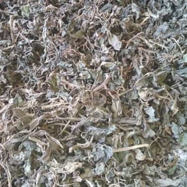 Jual Daun Ngokilo Kering | Shopee Indonesia