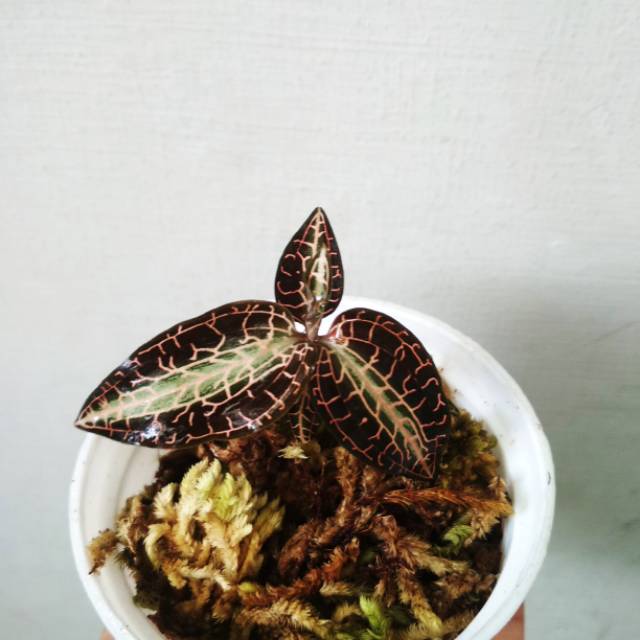 Jual Anggrek permata ( jawel Orchid ) | Shopee Indonesia