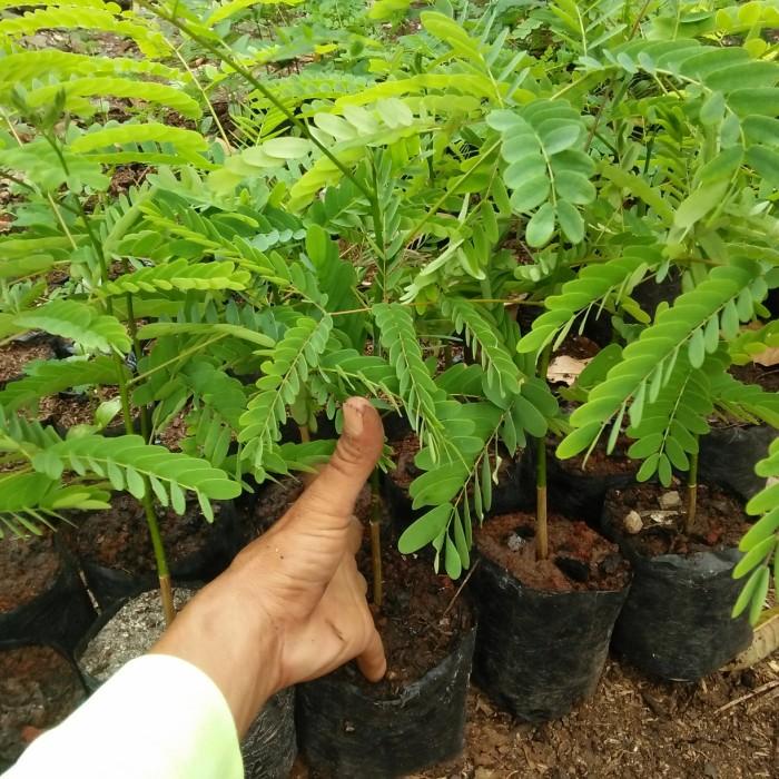 Jual pohon solobium/pakis Brazil tinggi 20-30 cm | Shopee Indonesia