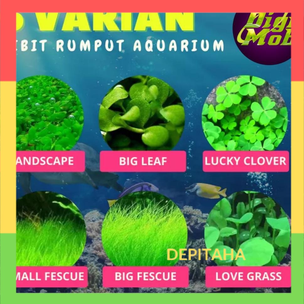 Jual Bibit Rumput Aquascape Benih Bibit Rumput Aquarium Ikan Hias ...