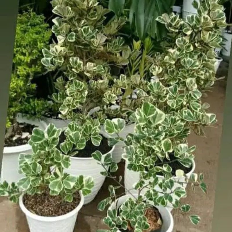 Jual pohon beringin kupu-kupu parigata | Shopee Indonesia