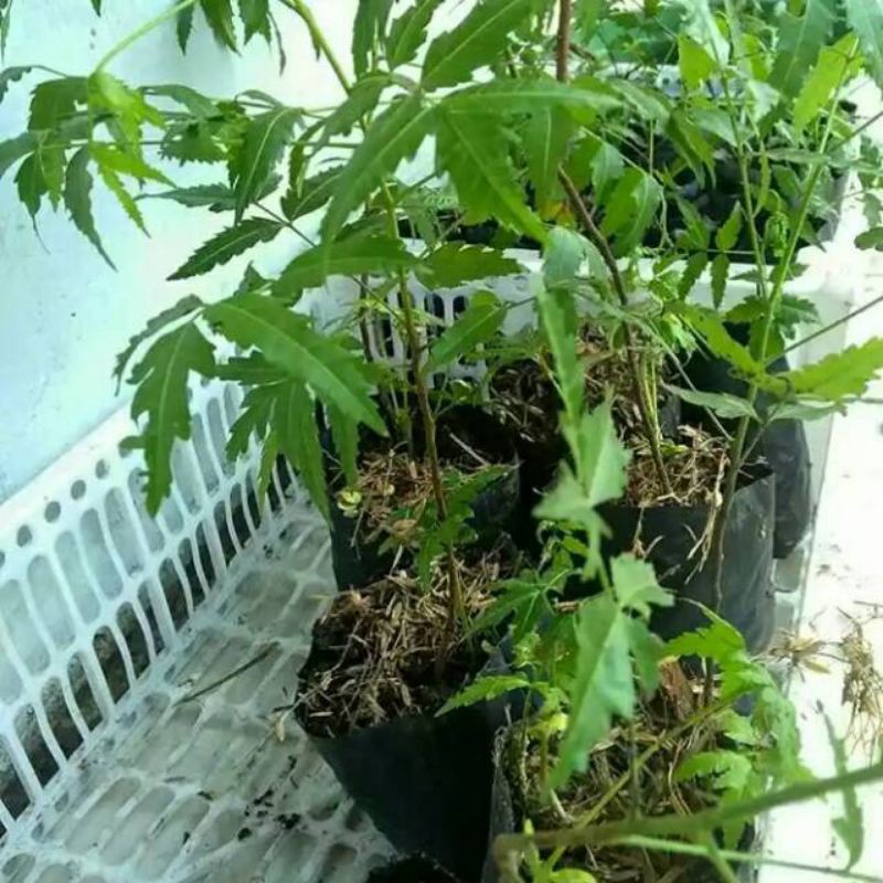 Jual bibit daun mimba | Shopee Indonesia
