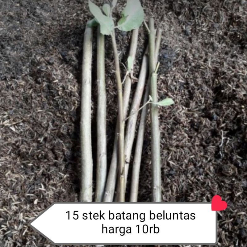 Jual stek batang beluntas segar 11 batang | Shopee Indonesia