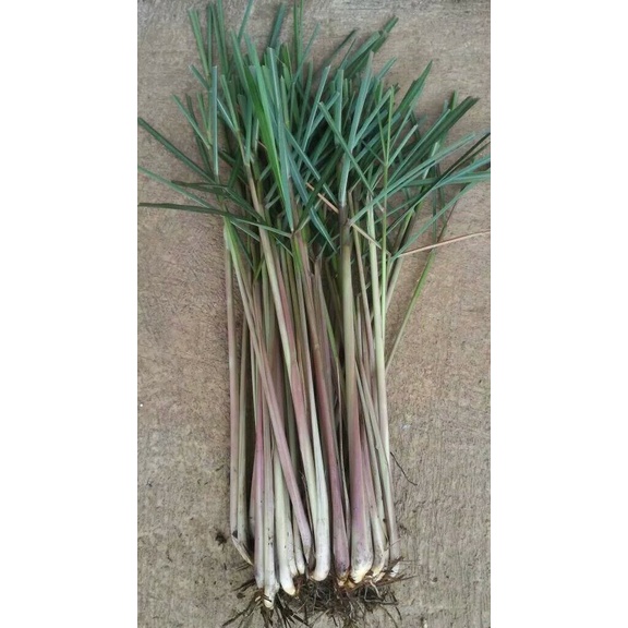 Jual 4 Batang Bibit Sereh wangi atau serai merah organik | Shopee Indonesia