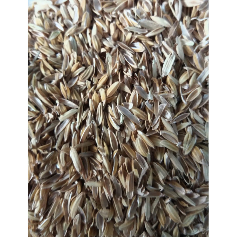 Jual SEKAM MENTAH KULIT PADI MEDIA TANAMB 1 KG | Shopee Indonesia
