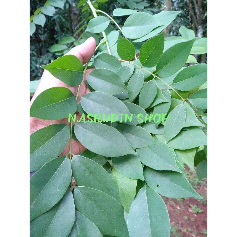Jual DAUN GAMAL SEGAR 1KG LANGSUNG PETIK / GLIRICIDIA SEPIUM | Shopee ...
