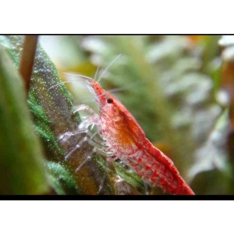 Jual Red Cherry Shrimp / Udang hias | Shopee Indonesia