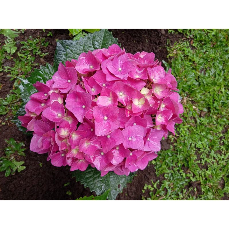 Jual Bunga Hortensia Pancawarna | Shopee Indonesia
