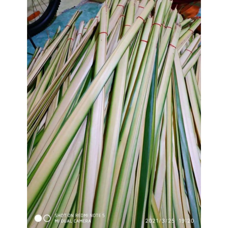 Jual JANUR KUNING,JANUR KELAPA,10 LIDI | Shopee Indonesia