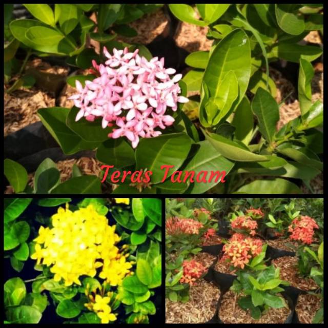 Jual Paket 3 tanaman hias assoka bunga kuning pink merah | Shopee Indonesia
