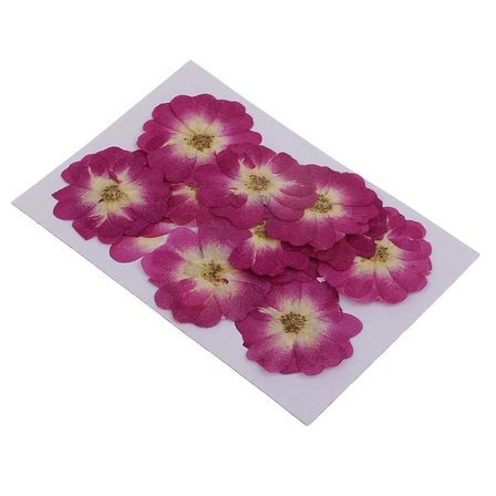 Jual 12 Pcs Pressed Real Dried Flowers - Bunga Kering Press #05 ...