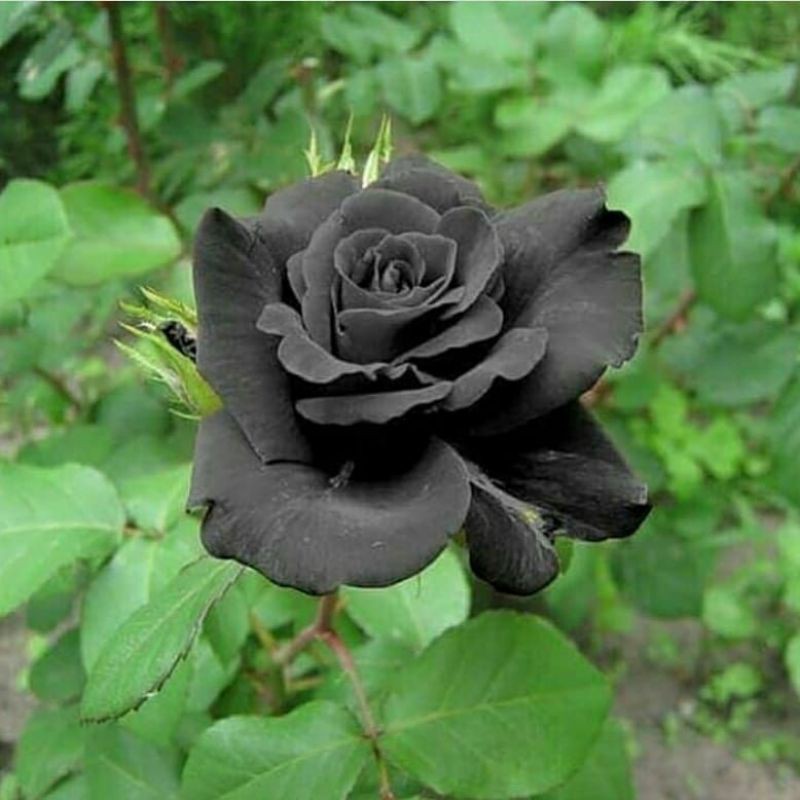 Jual biji bunga mawar hitam langka - benih tanaman | Shopee Indonesia
