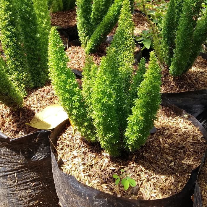 Jual Tanaman Pakis Ekor Tupai, Asparagus Densiflorus Myersi | Shopee ...