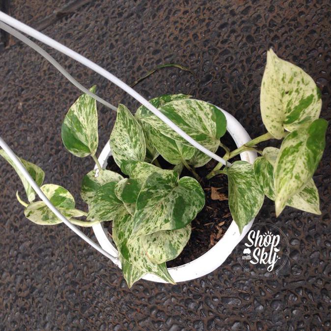 Jual Sirih Putih Variegata Marble Queen Pothos Ivy bonus pot putih ...