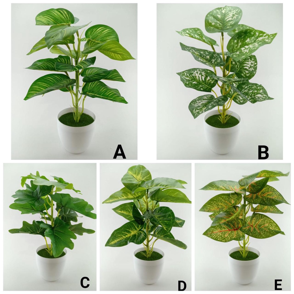 Jual TANAMAN HIAS SET POT BULAT PUTIH DAUN HIAS DAUN KELADI DAUN ...