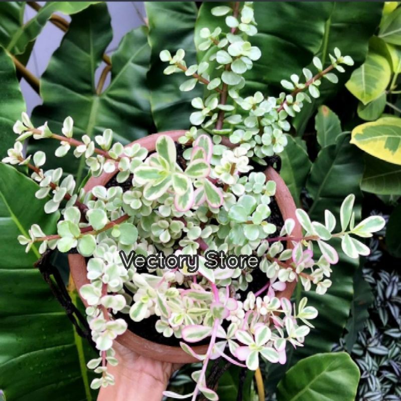 Jual Tanaman Hias Bunga Gelang Portulaca Pink Variegata | Shopee Indonesia