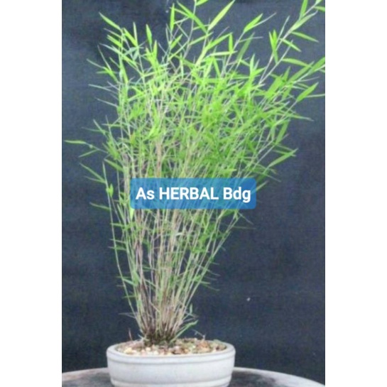 Jual Bibit rumput palias bambu mini langka pogonatherum crinitum-az ...