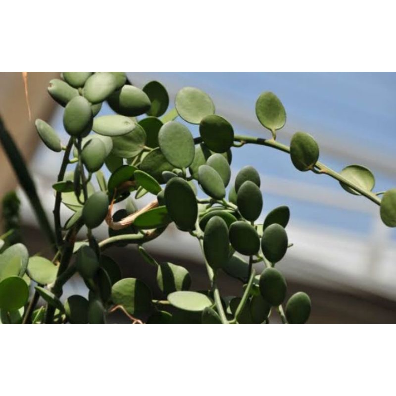 Jual dolar plant | Shopee Indonesia