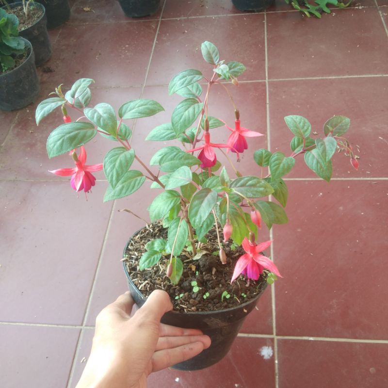 Jual bunga anting india lampion fuschia merah tanaman hias | Shopee ...
