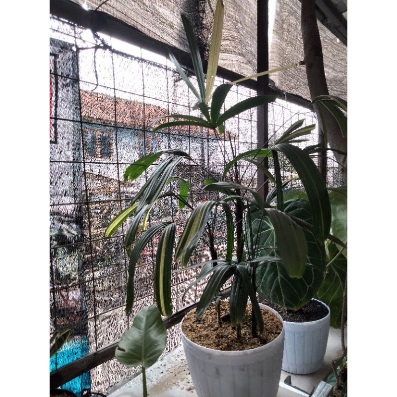 Jual waregu variegata | Shopee Indonesia