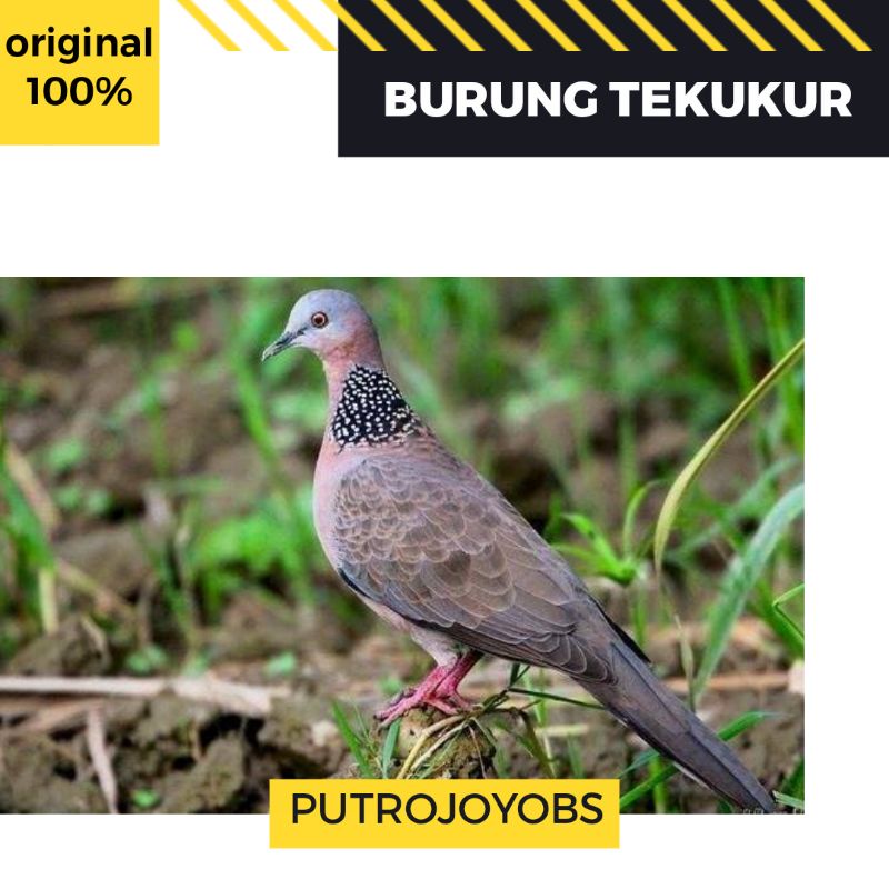 Jual BURUNG TEKUKUR DERKUKU PILIHAN JANTAN bukan puter perkutut ...