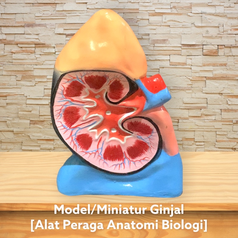Jual [PROMO] Model Anatomi Struktur Ginjal Manusia - Alat Peraga ...
