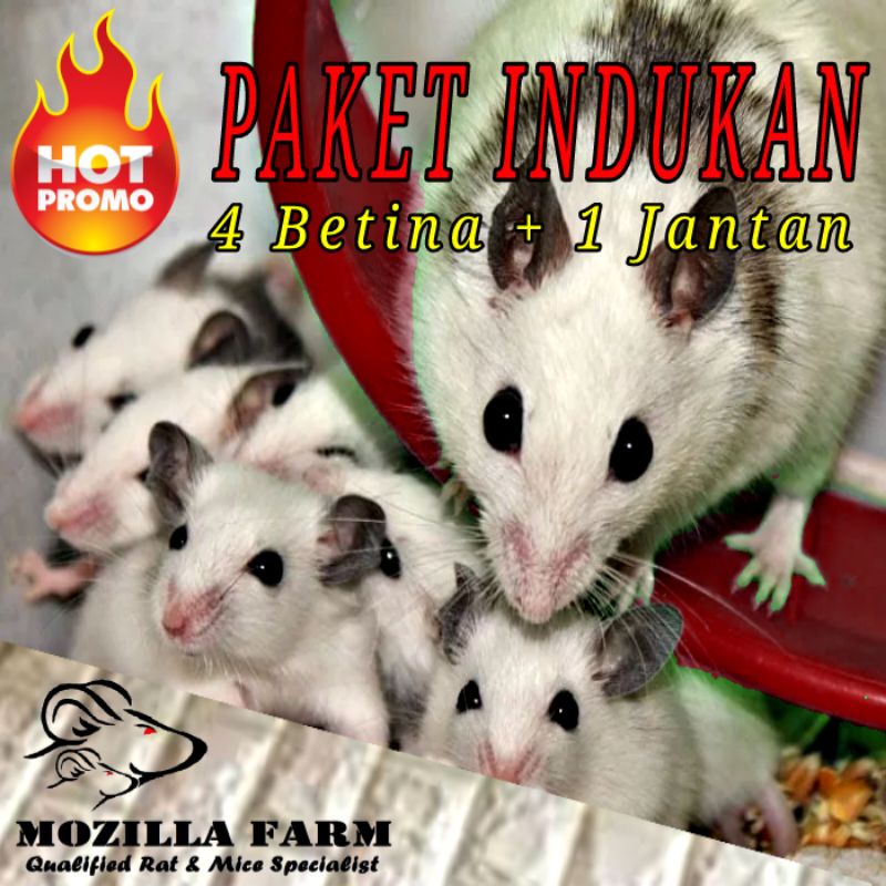 Jual Tikus ASF / ASF Rat / African Soft Fur Rat Indukan ( 4 Betina + 1 ...