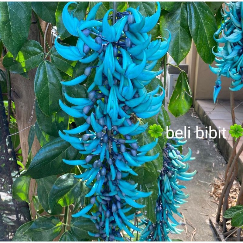 Jual tanaman hias rambat jade vine flame of irian biru | Shopee Indonesia