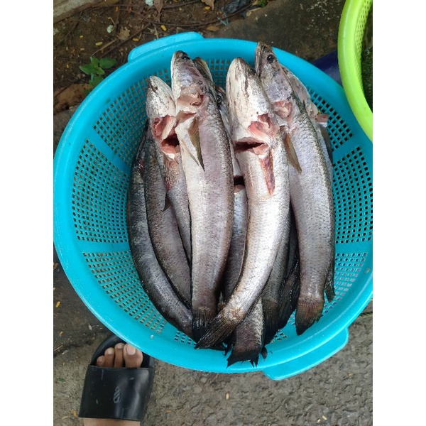 Jual Ikan gabus mati segar 2kg gratis 1kg PROMO !!! | Shopee Indonesia