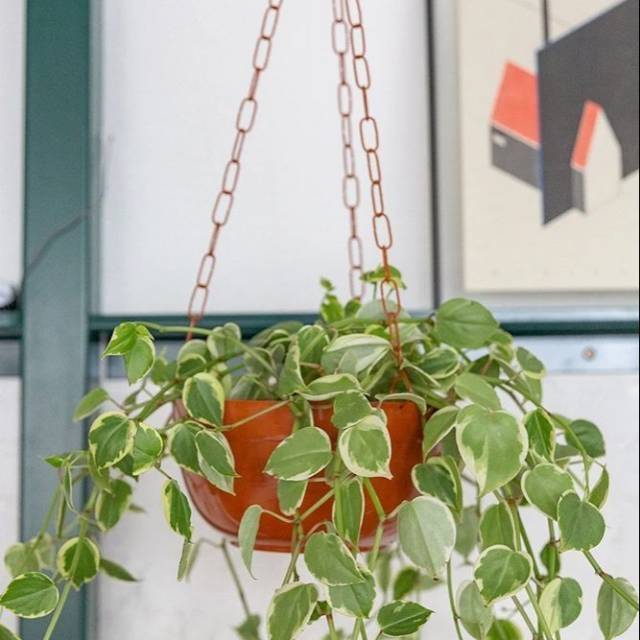 Jual Tanaman hias bunga gantung peperomia teplan variegata terang bulan ...