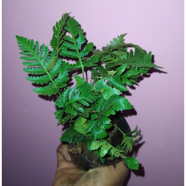 Jual Tanaman pakis hias cantik mini hutan | Shopee Indonesia
