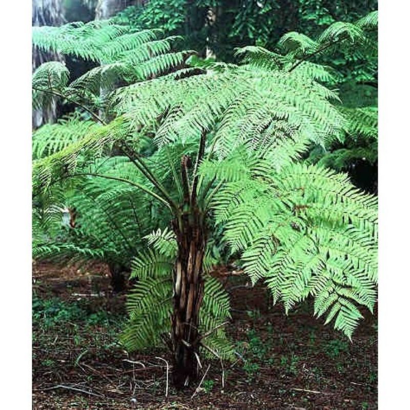 Jual Media tanam Anggerek pohon pakis paku ukuran panjang 120-150 cm ...