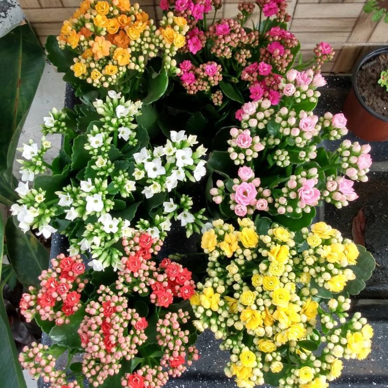 Jual Tanaman Hias Bunga Cocor Bebek Kalanchoe / Kalandiva (Sudah ...