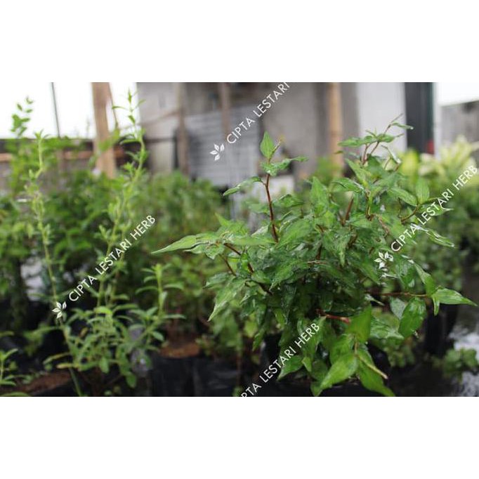 Jual Pusat Benih Tanaman. Bibit Kesum - Bibit Daun Kesum - Daun Laksa ...