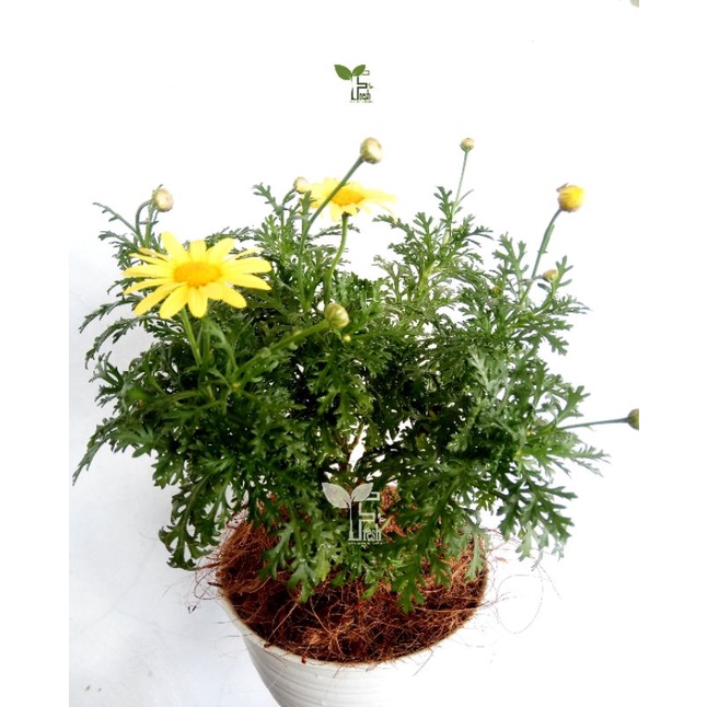 Jual tanaman daisy kuning | Shopee Indonesia