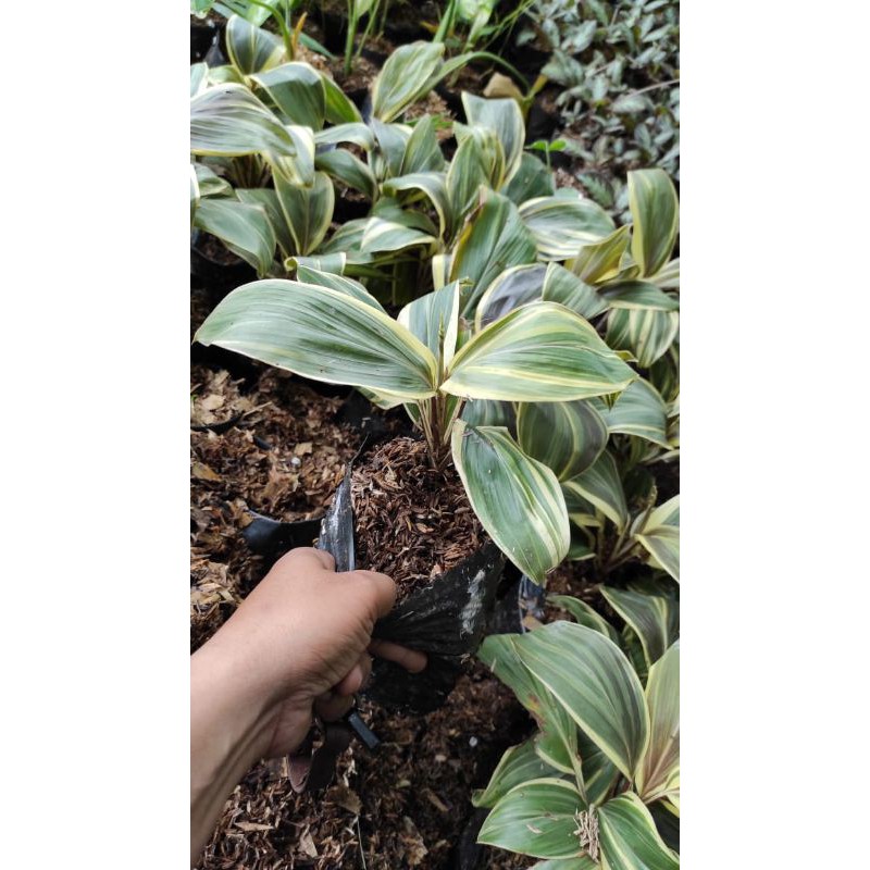 Jual tanaman hias hanjuang varigata - pohon andong varigata | Shopee ...