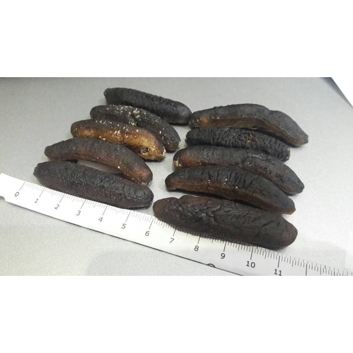Jual SI - Teripang Gamat sea cucumbar Hoisom haisom belitung | Shopee ...