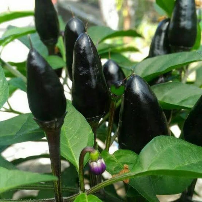Jual Amefurashi 10 Biji Benih Royal Black Pepper Cabe Unik Hitam ...