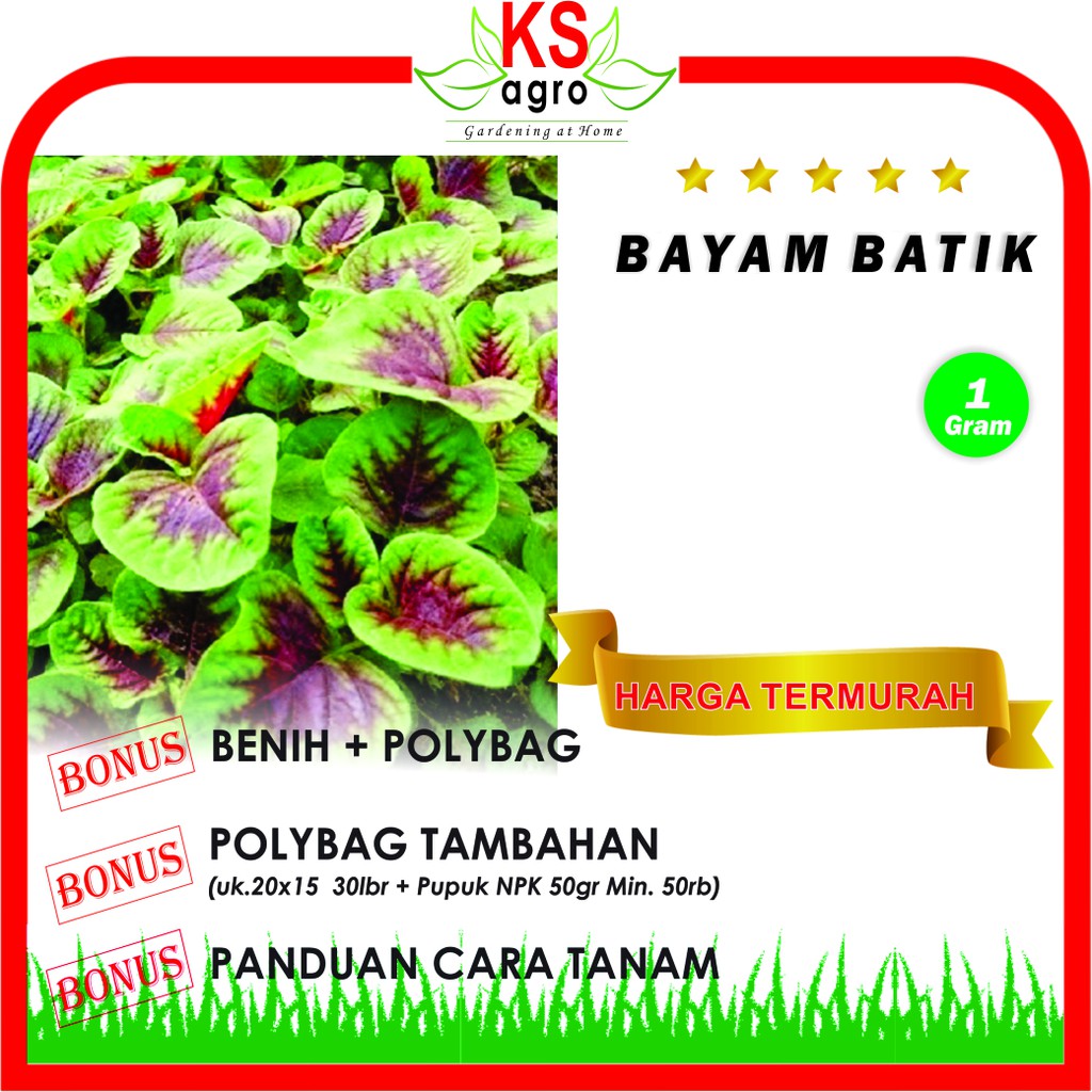 Jual BENIH BAYAM BATIK BIBIT SAYURAN UNGGUL | Shopee Indonesia