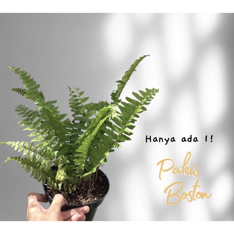 Jual Tanaman Hias Pakis Boston/Pakis Kelabang | Shopee Indonesia