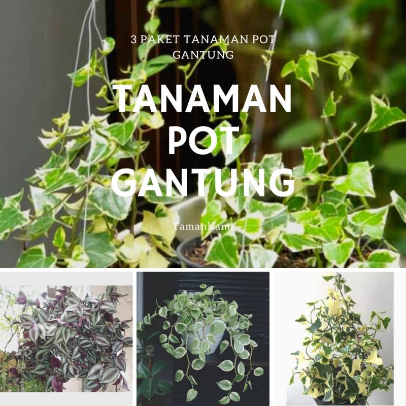 Jual tanaman pot gantung / paket hemat tanaman hias / tanaman hias ... Jual tanaman pot gantung / paket hemat tanaman hias / tanaman hias ...