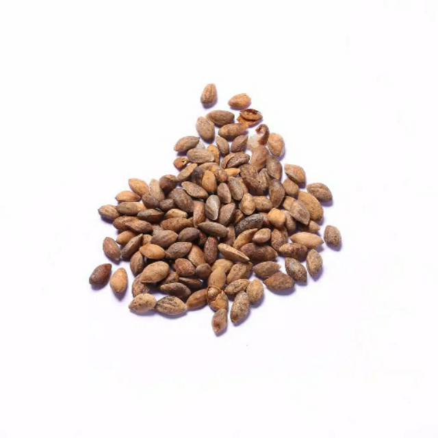 Jual Biji Benih Bibit Japanese Black Pine/ Pinus Jepang Seeds/ Pinus ...